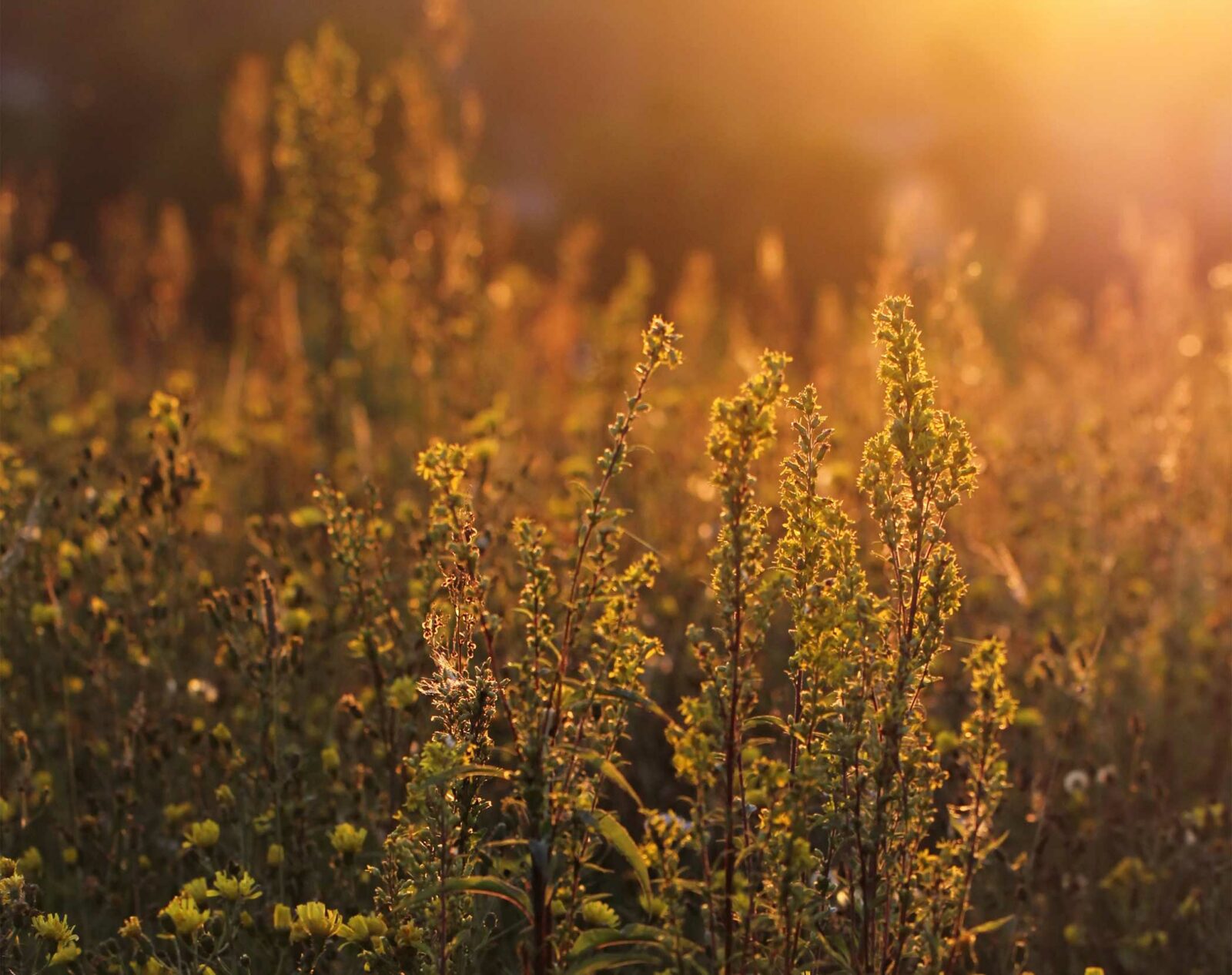 Harry T. Burn And The Vote For Women’s Suffrage - McMinn Life Magazine