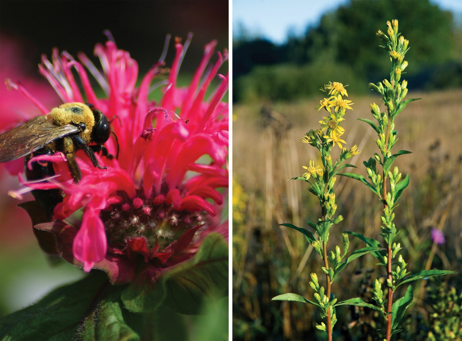 The Plight Of The Honeybee - McMinn Life Magazine